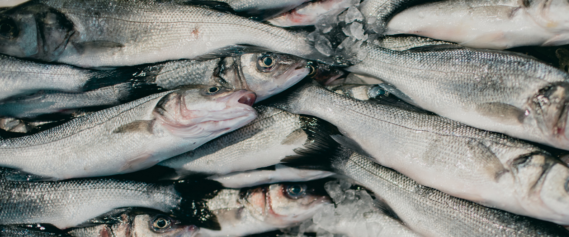 Fresh Fish – Hodgson Fish