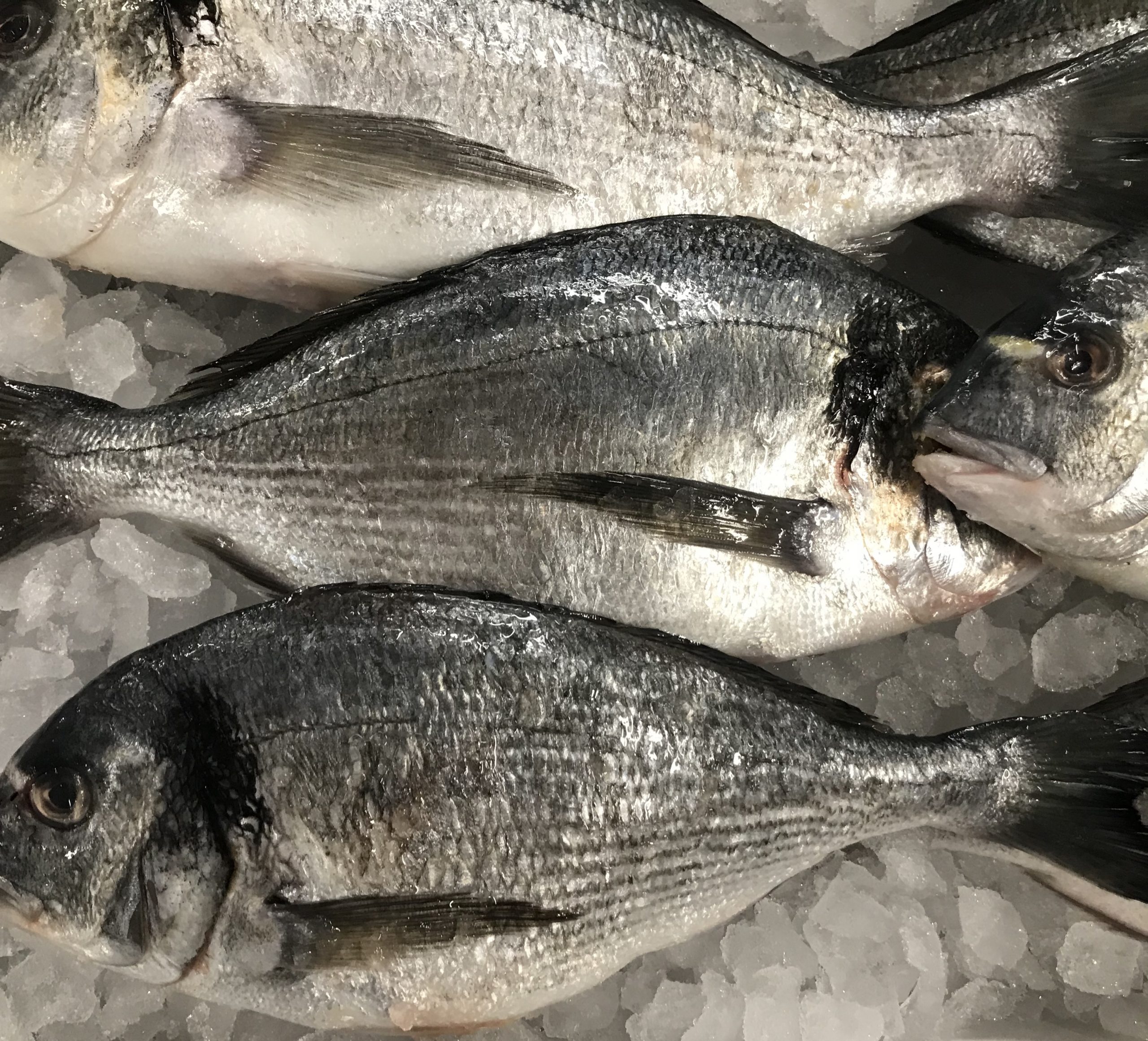 Whole Sea Bream (gutted) 400/600g – Hodgson Fish